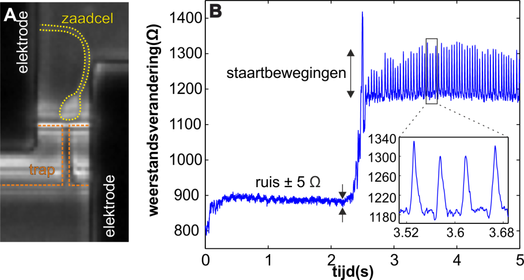 Optimale zaadcel traceerbaar door temperatuur en cafeïne